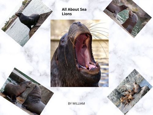 Book Creator | Sea Lion