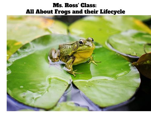 Book Creator | Frogs