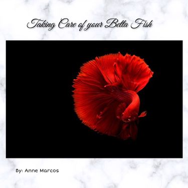 Book Creator | (copy) How to take care of a Betta fish