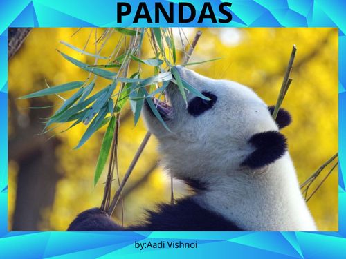 Book Creator | Pandas