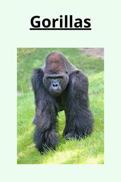 Book Creator | Gorilla fact file