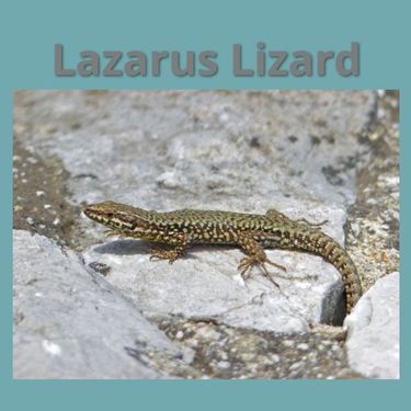 Book Creator | Lazarus Lizards
