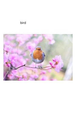 Book Creator | Birds