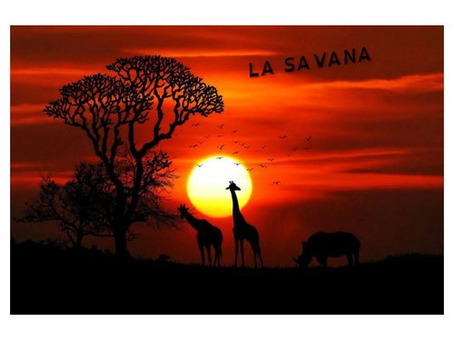 Book Creator | La savana