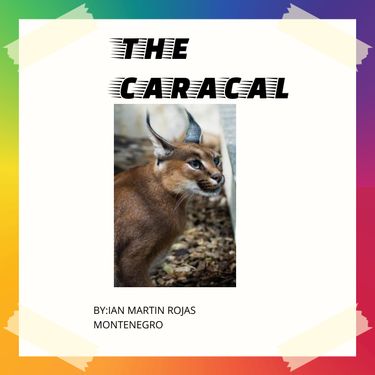 Book Creator | The Caracal