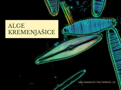 Book Creator | Alge kremenjašice