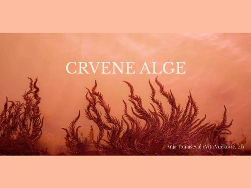 Book Creator | Crvene alge