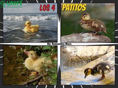 Book Creator | Los 4 patitos