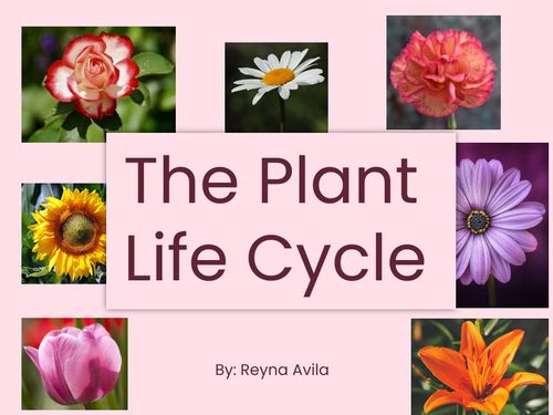 Book Creator | The Life Cycle of Plants