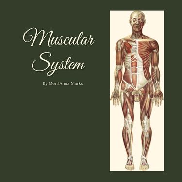 Book Creator | Muscular System Overview
