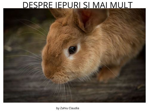 Book Creator | Despre iepuri și mai mult