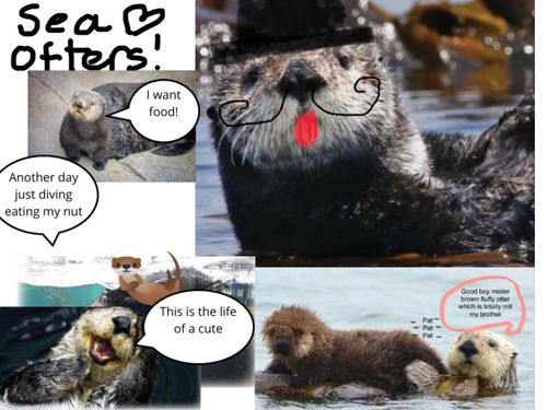 Book Creator | odder book