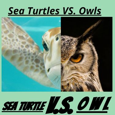 Book Creator | Owls vs. Sea Turtles