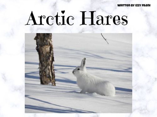 Book Creator | Arctic Hares