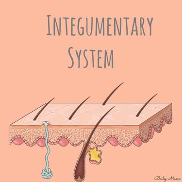 Book Creator | Integumentary System
