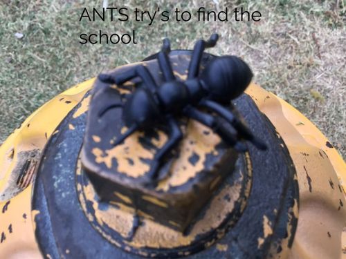 Book Creator | Ants Try's to Find the School