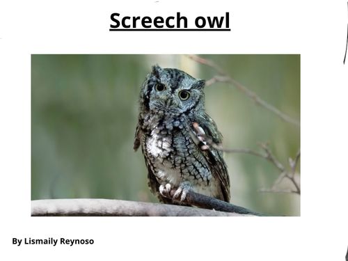 Book Creator | Screech Owls