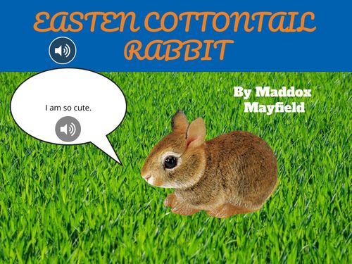 Book Creator | Cottontail Rabbit