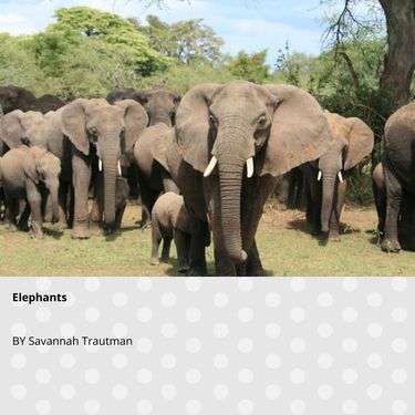 Book Creator | Elephants