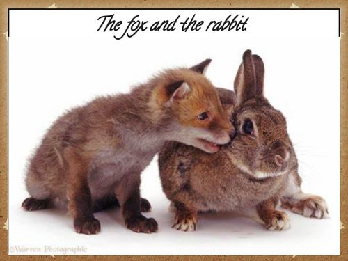 Book Creator | The fox and the rabbit!