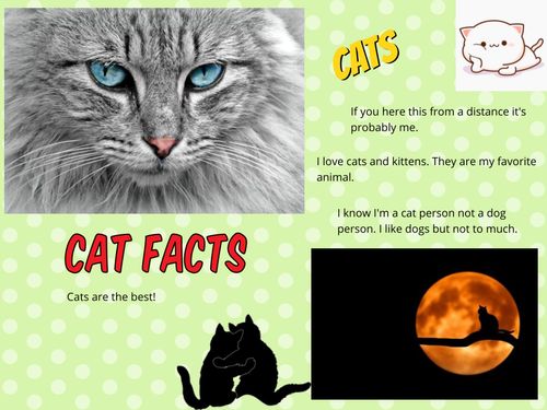 Book Creator | Cats