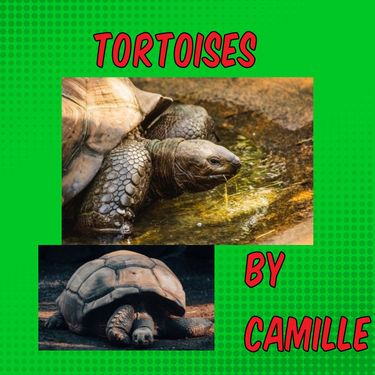 Book Creator | Tortoises