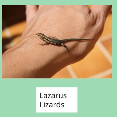 Book Creator | Lazarus Lizards