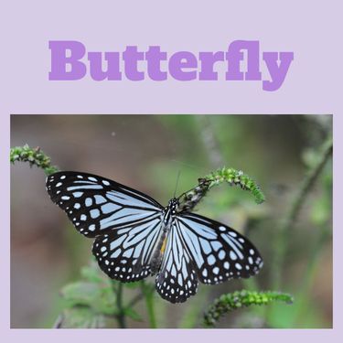 Book Creator | Butterfly