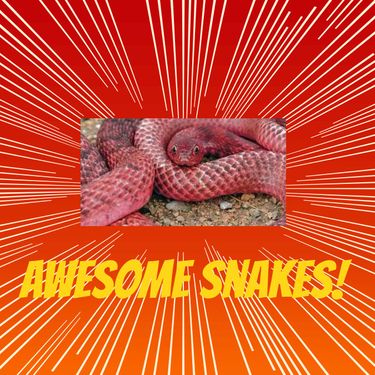 Book Creator | Adam Acosta