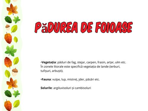 Book Creator | padurea de foioase