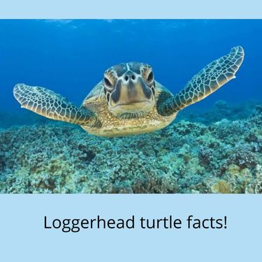 Book Creator | Loggerhead turtle facts!