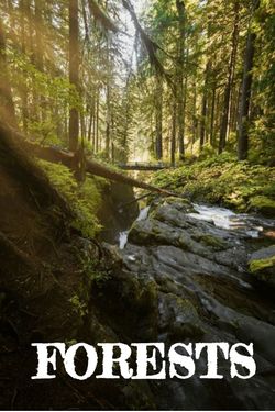 Book Creator | FORESTS