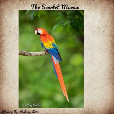Book Creator | The Scarlet Macaw - Endangered Species
