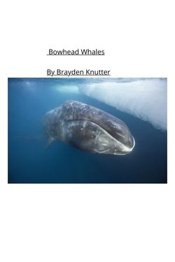 Book Creator | Bowhead Whales