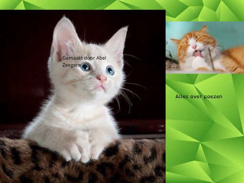 Book Creator | Alles over poezen