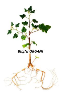 Book Creator | BILJNI ORGANI