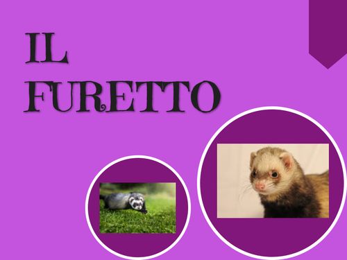 Book Creator | IL FURETTO