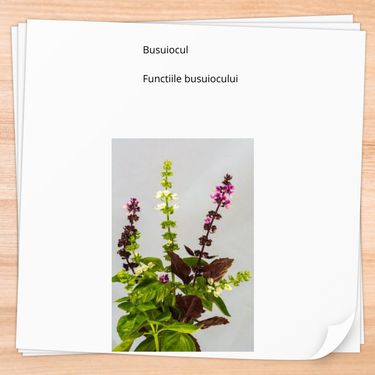 Book Creator | Busuiocul