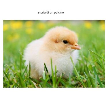 Book Creator | Storia di un pulcino