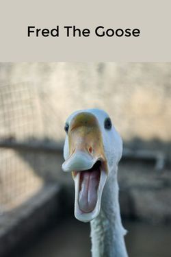 Book Creator | Fred The Goose Poem
