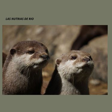 Book Creator | "Las Nutrias de Río"