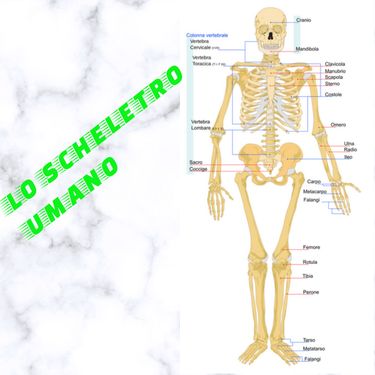 Book Creator | Lo scheletro umano