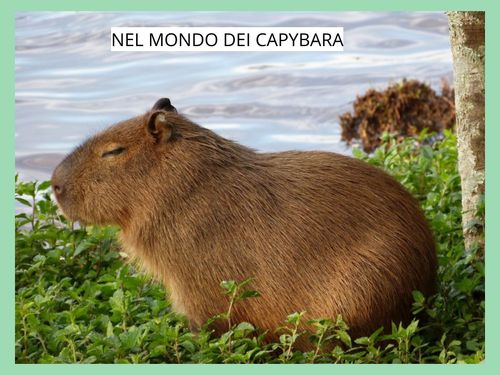 Book Creator | CAPYBARA