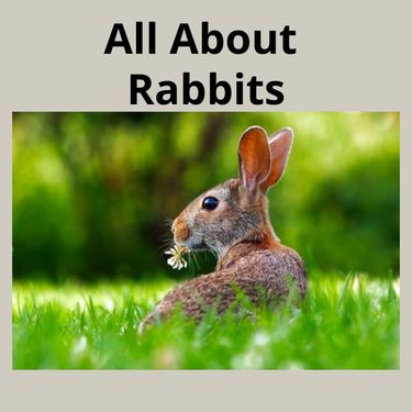 Book Creator | Rabbits - Unfinished Book