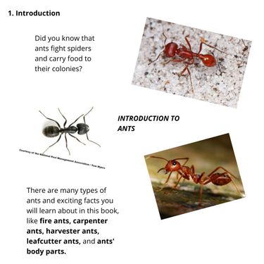 Book Creator | Ants