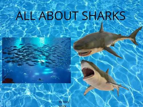 Book Creator | sharks eating fish