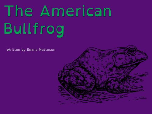 Book Creator | The American Bullfrog