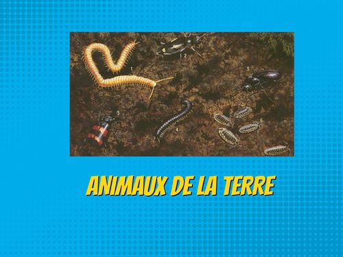 Book Creator | ANIMAUX DE LA TERRE