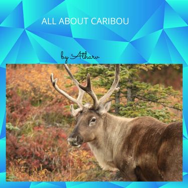 Book Creator | Caribou