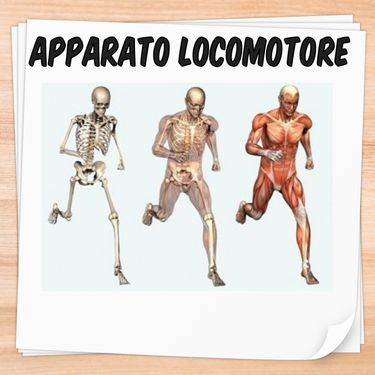 Book Creator | apparato locomotore